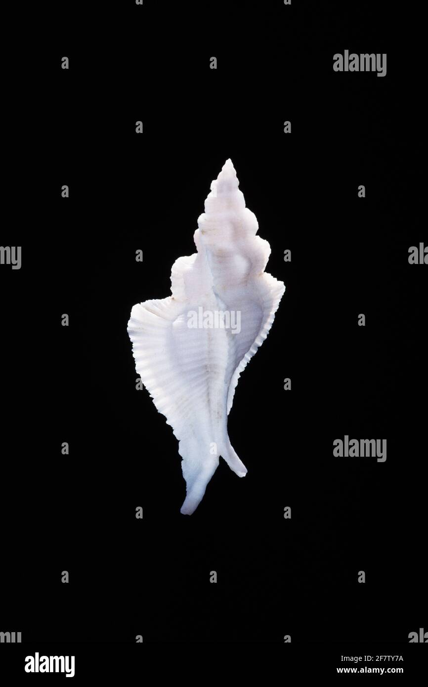 Aka murex alatus hi-res stock photography and images - Alamy