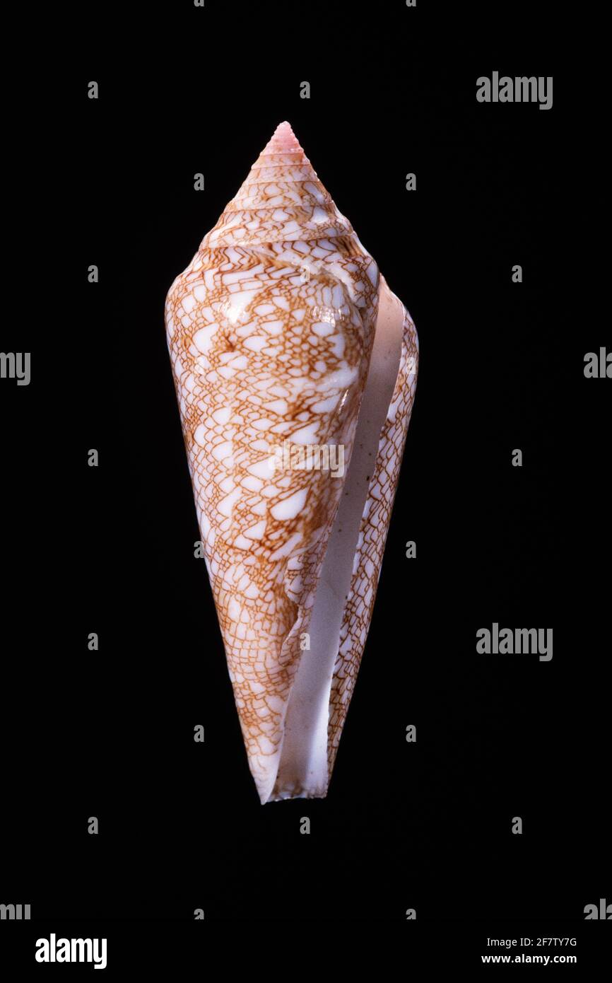 The Glory of the Sea Cone, Conus gloriamis, was once considered the ...