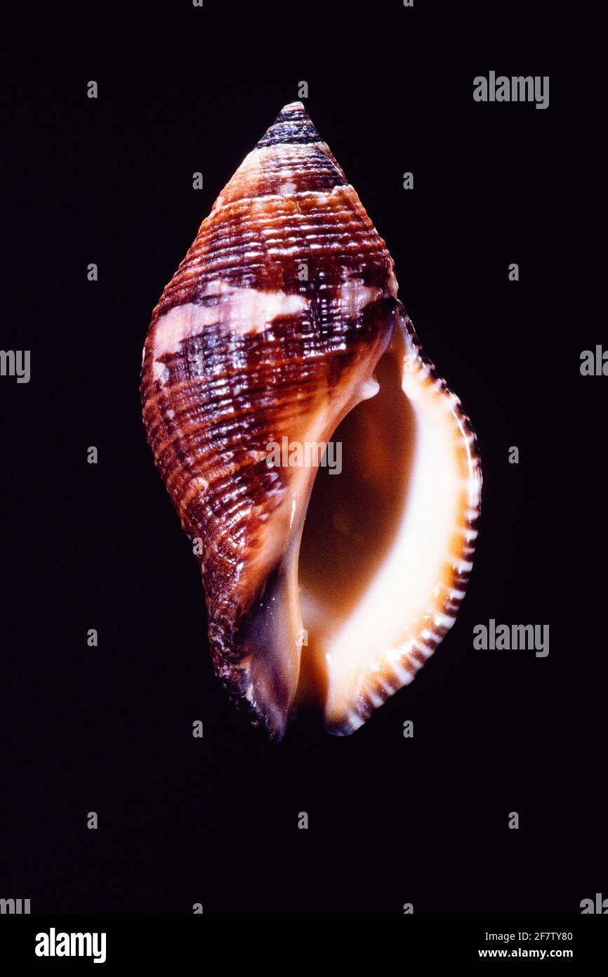 The Sertum Rock Shell, Nassa serta, a predatory sea snail found in the ...