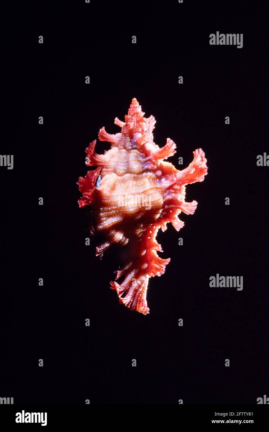 Rose-branch Murex, Chicoreus palmarosae, a predatory sea snail found ...