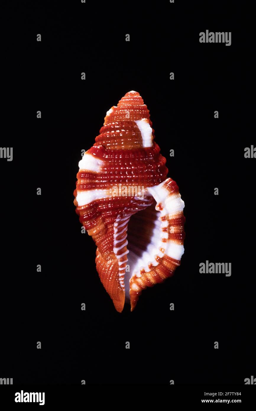 Aka red triton hi-res stock photography and images - Alamy