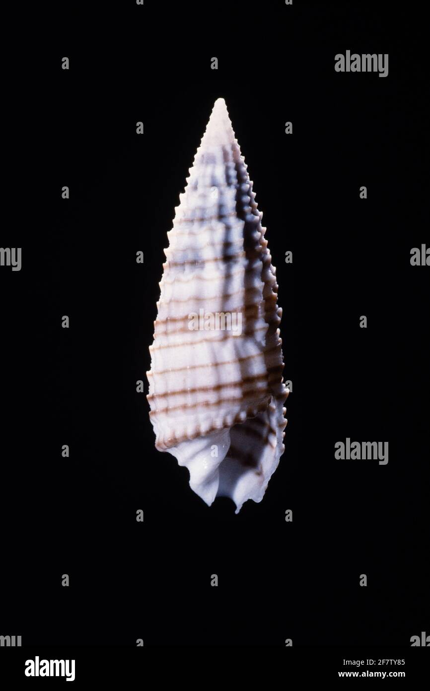 Rough creeper rhinoclavis aspera hi-res stock photography and images ...
