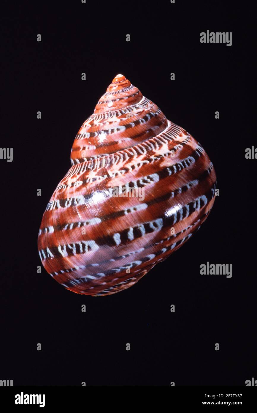 Aka cats eye turban hi-res stock photography and images - Alamy