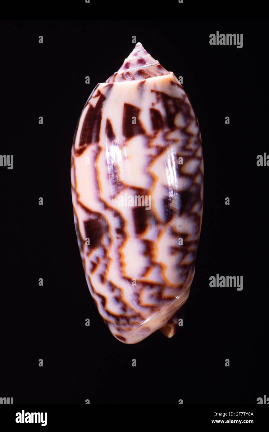 Aka pacific common olive hi-res stock photography and images - Alamy