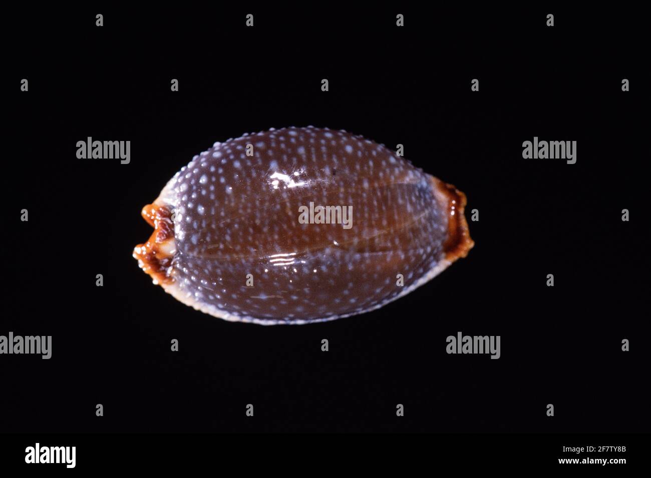 Grape cowrie staphylaea staphylaea hi-res stock photography and images ...