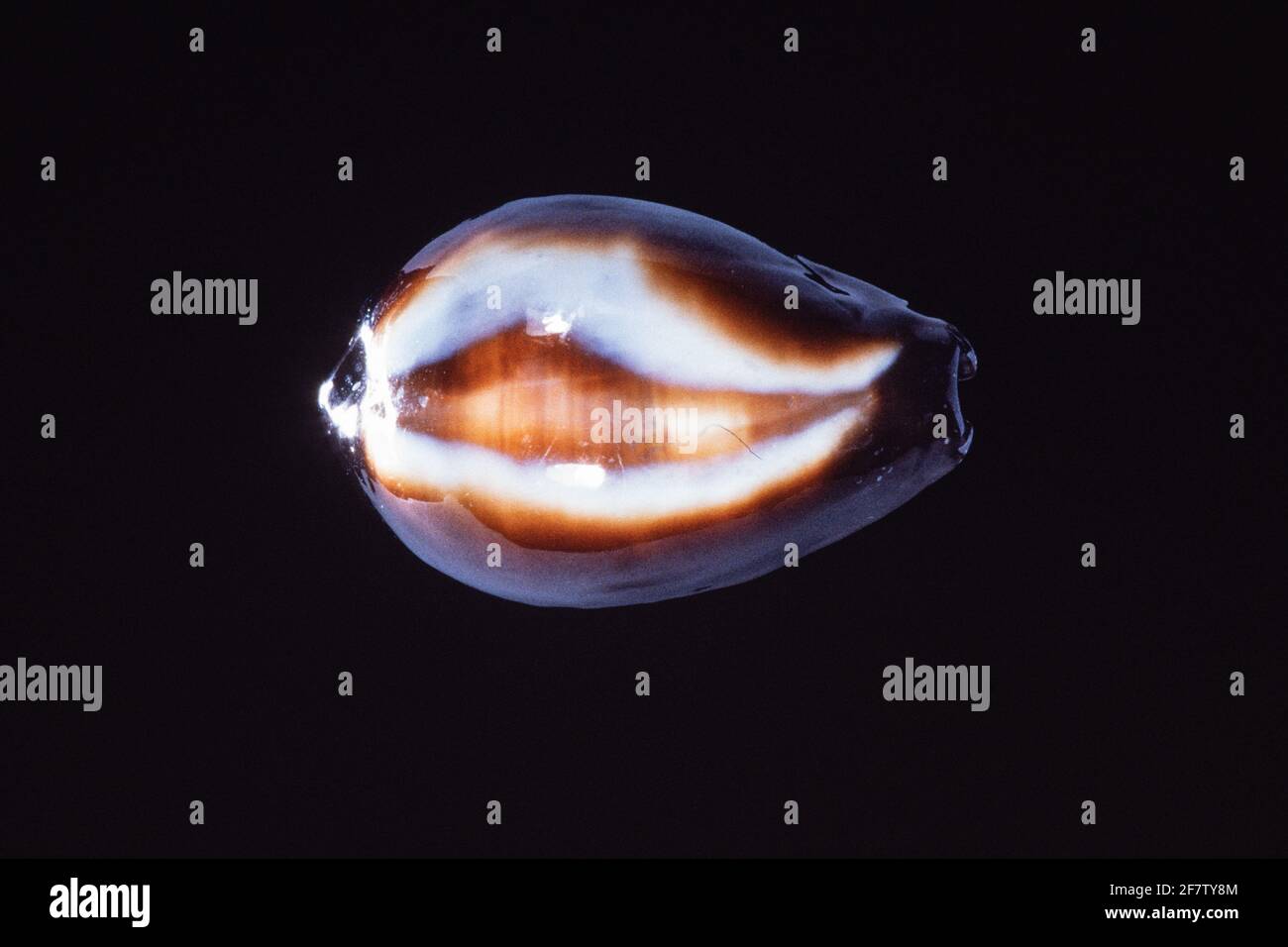Solomon islands shell hi-res stock photography and images - Alamy