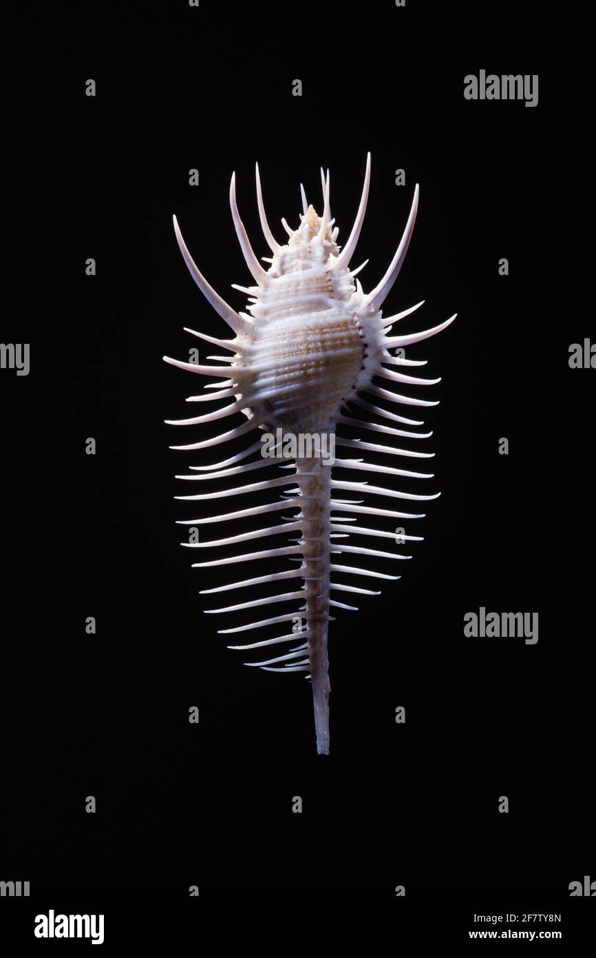 Aka woodcock murex hi-res stock photography and images - Alamy