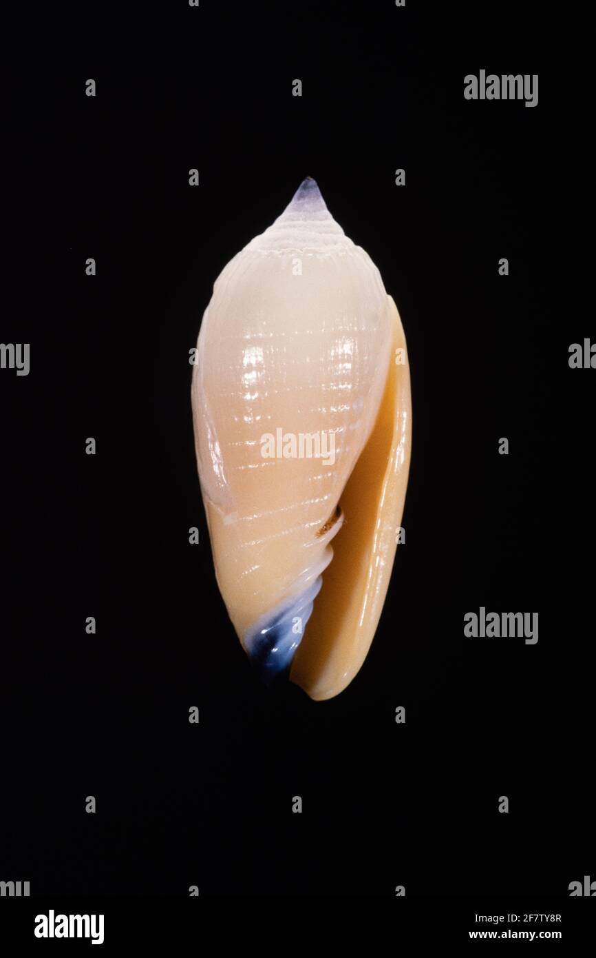Olivaeformis hi-res stock photography and images - Alamy