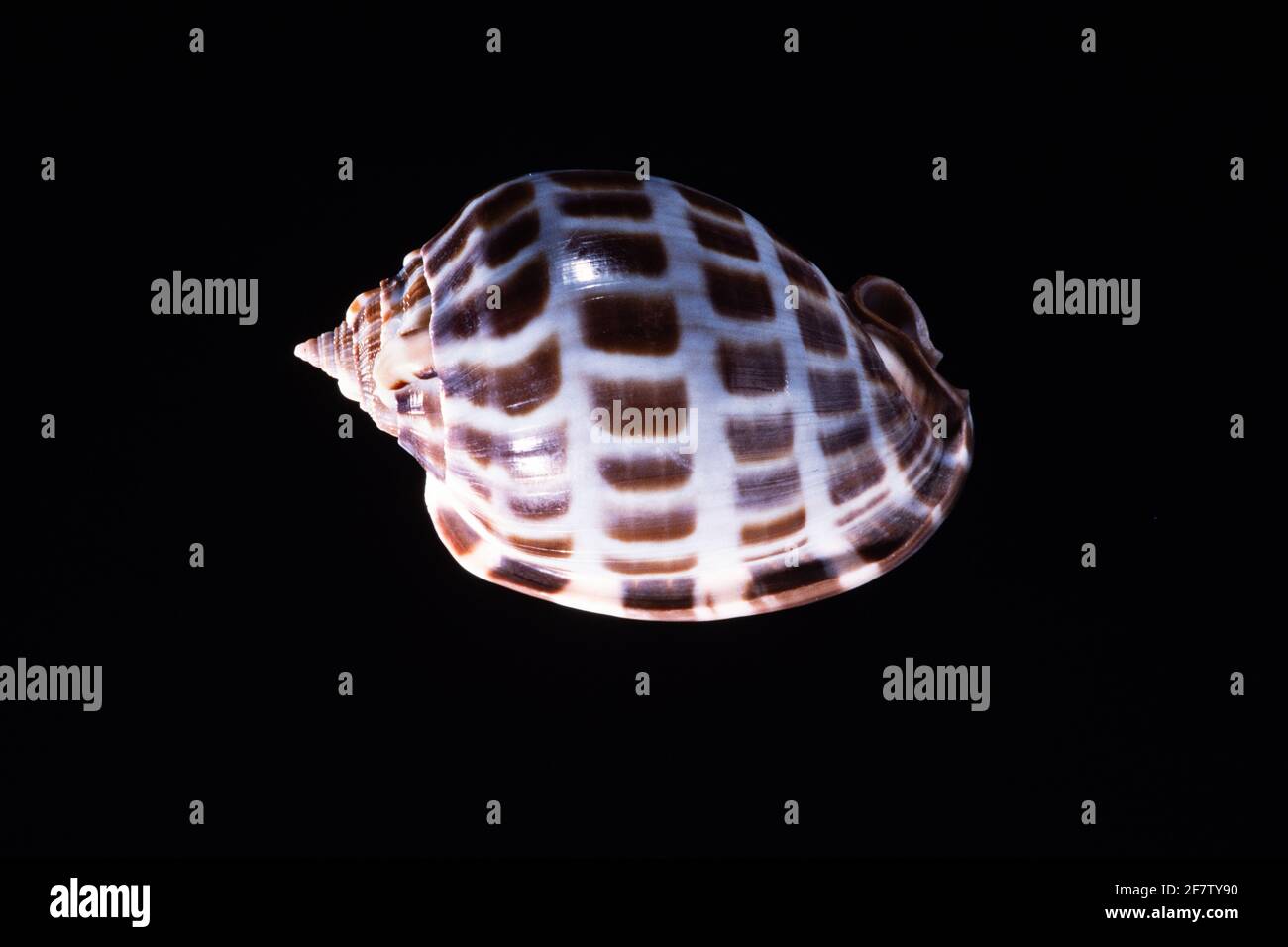 Aka checkerboard bonnet shell hi-res stock photography and images - Alamy
