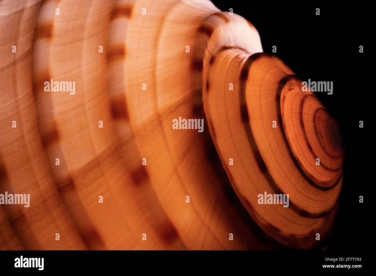 Translucent Snail High Resolution Stock Photography and Images - Alamy