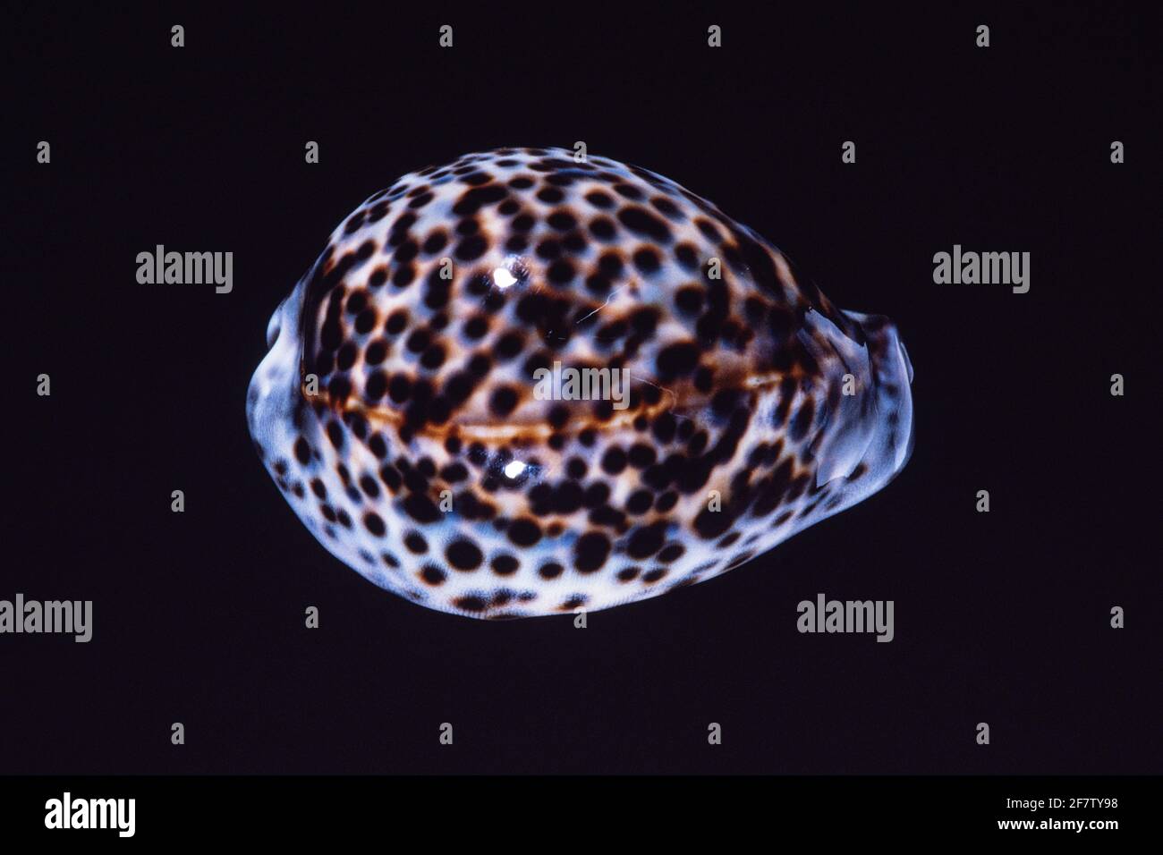 134 mm hi-res stock photography and images - Alamy