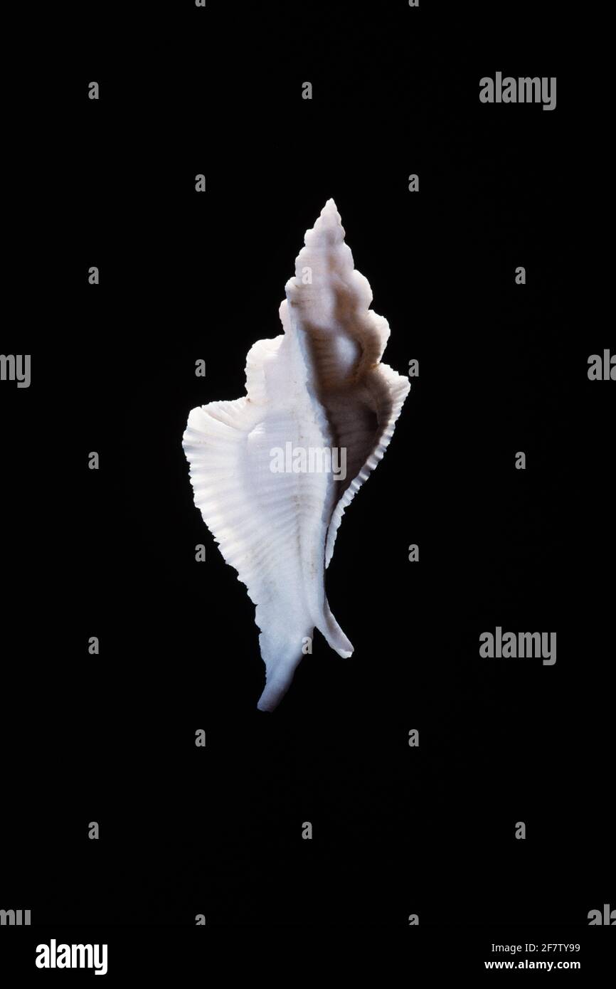 Aka murex alatus hi-res stock photography and images - Alamy