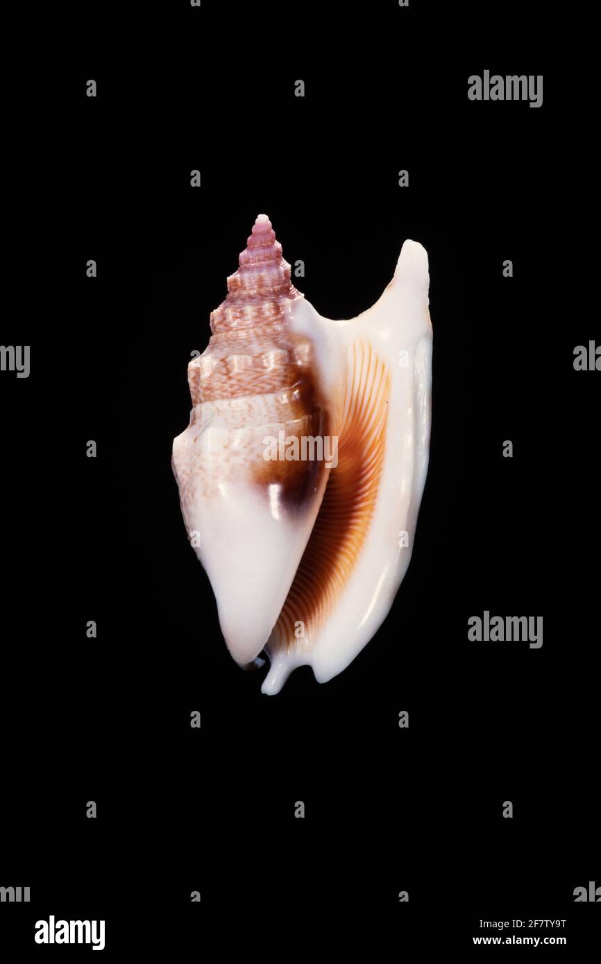 The Vomer Conch, Euprotomus vomer, is a small true conch from the ...