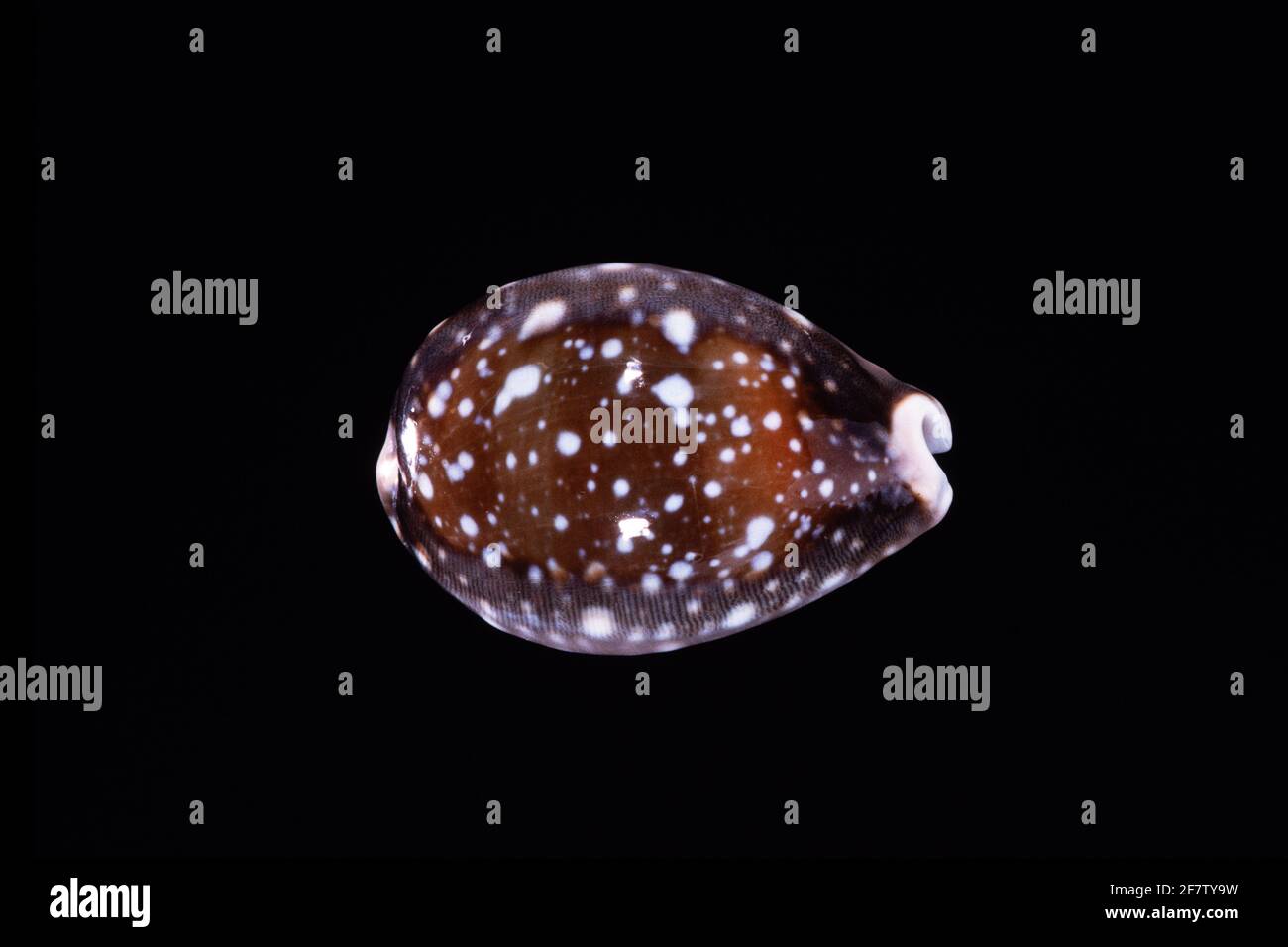 Aka milk spotted cowry hi-res stock photography and images - Alamy