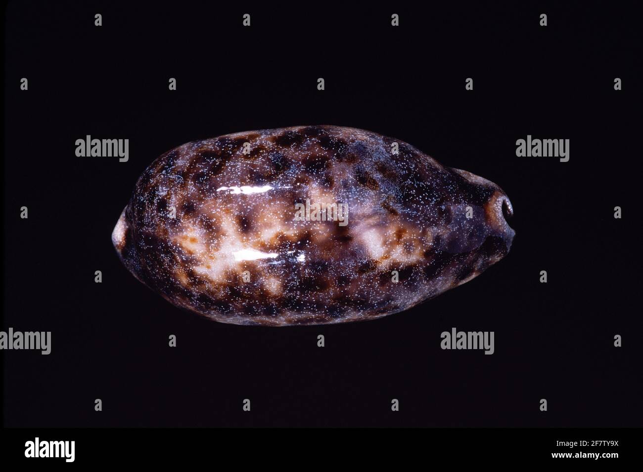 Chelycypraea testudinaria hi-res stock photography and images - Alamy