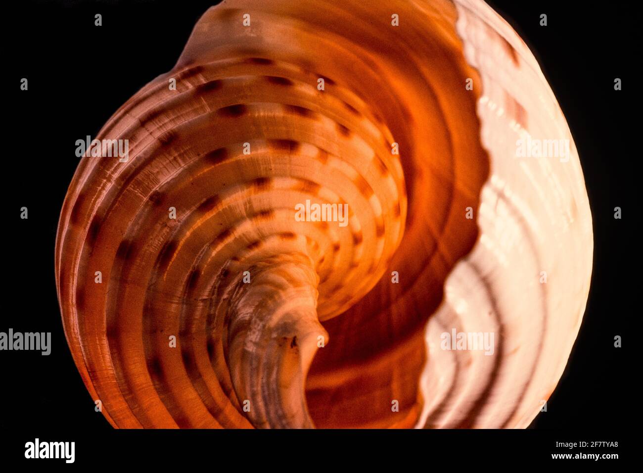Spotted tun shell tonna dolium hi-res stock photography and images - Alamy