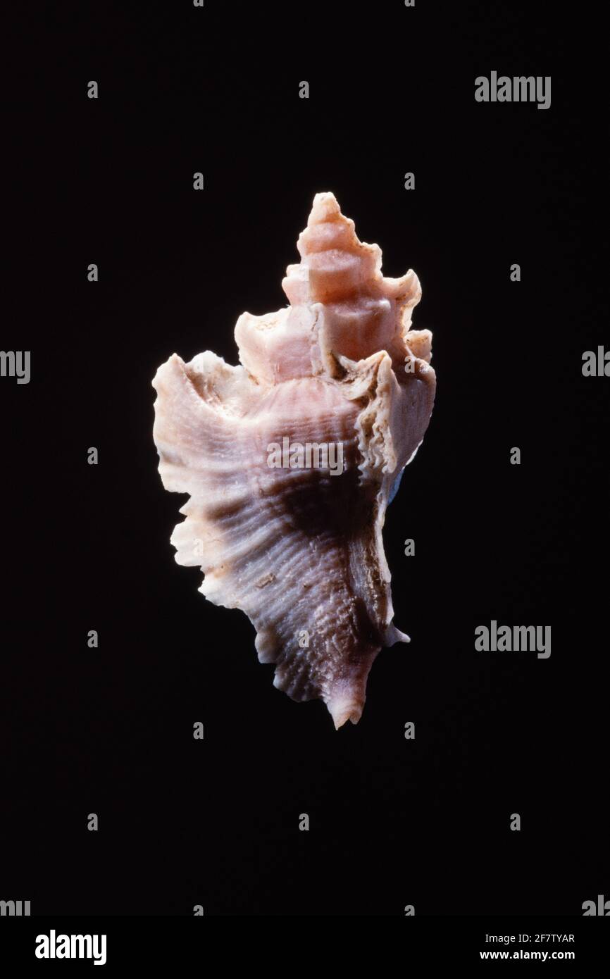 Aka thorny winged murex hi-res stock photography and images - Alamy