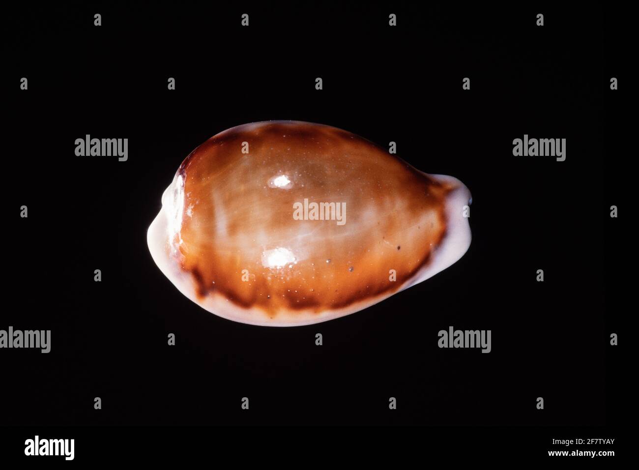 Snail usa predator hi-res stock photography and images - Alamy