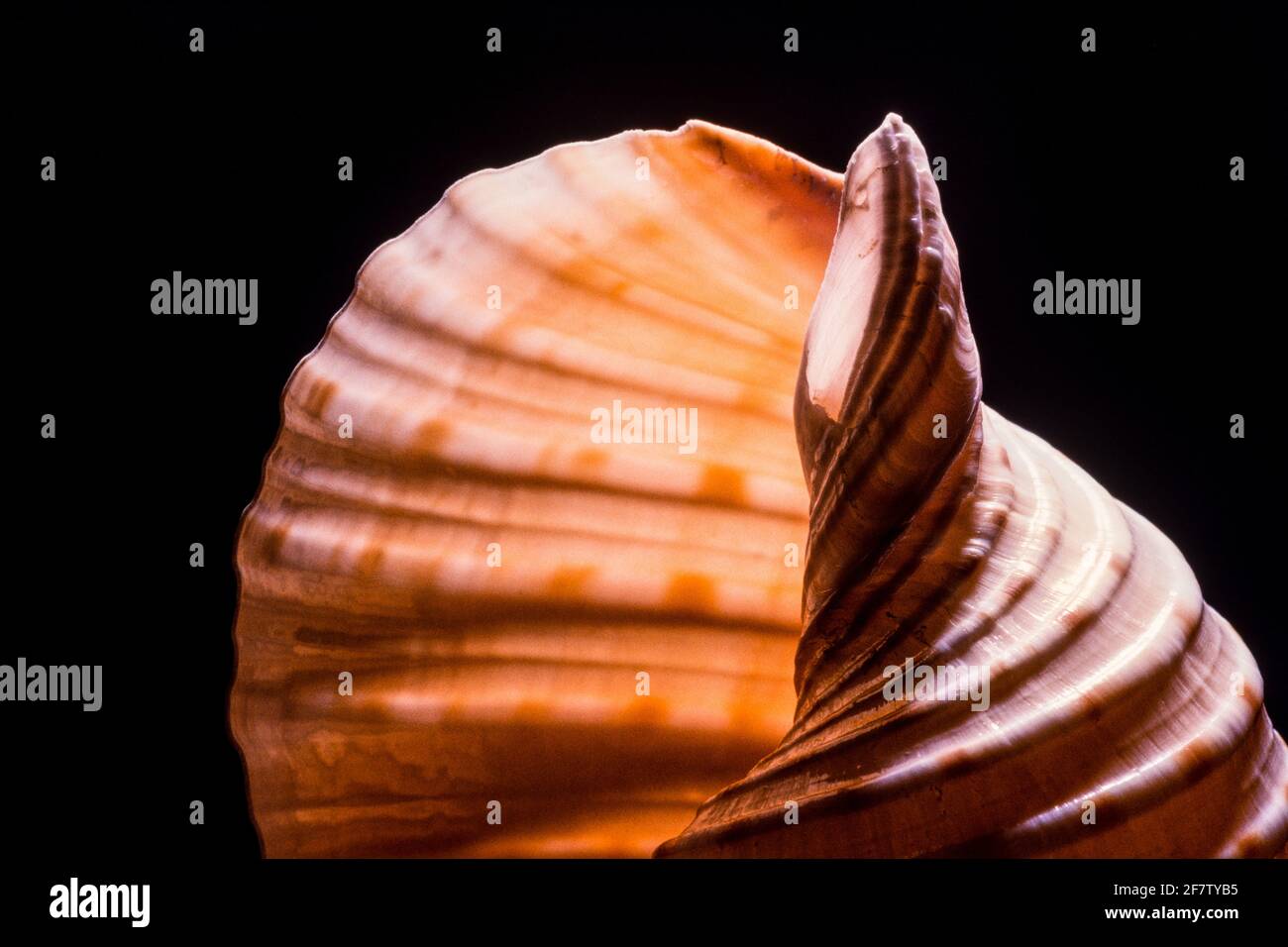 Spotted tun shell tonna dolium hi-res stock photography and images - Alamy