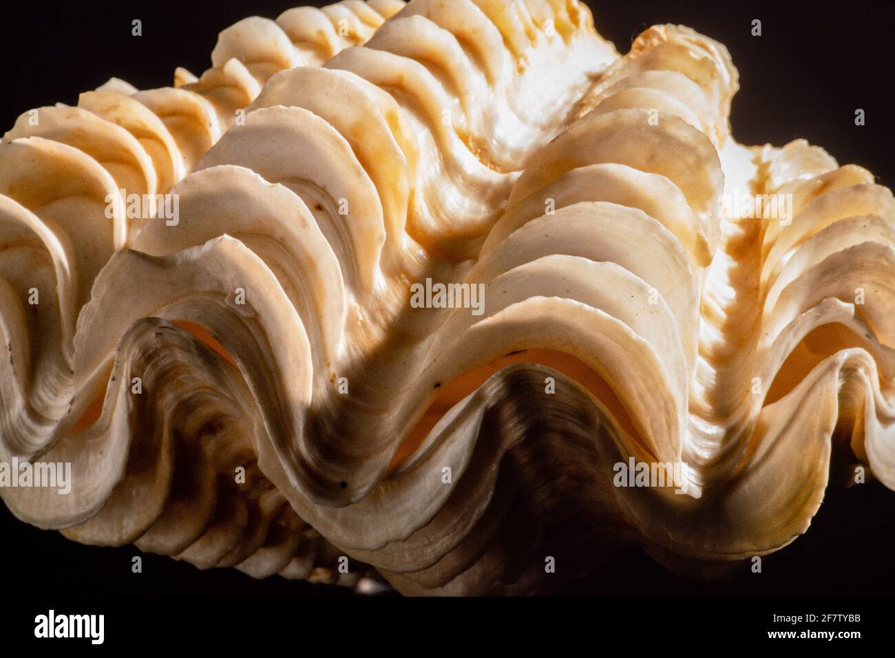 Clam leaf hi-res stock photography and images - Alamy