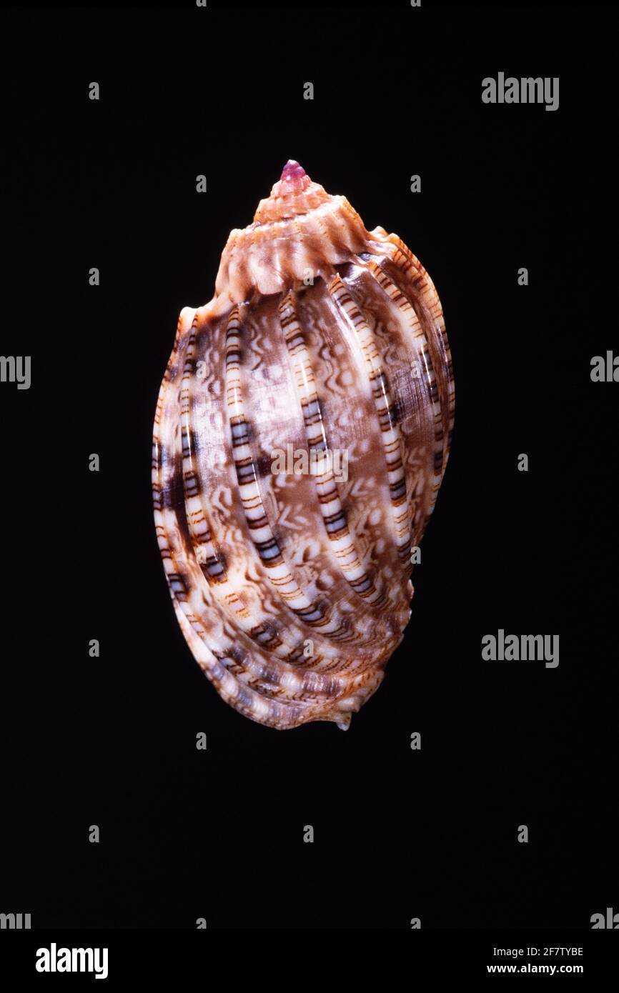 The Minor or Lesser Harp Shell, Harpa amouretta, is a predatory sea ...