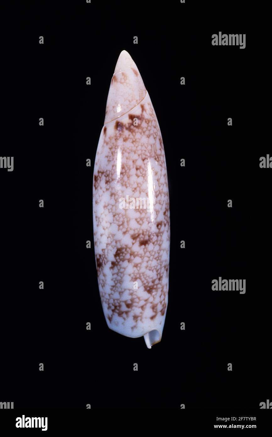 Family seraphsidae hi-res stock photography and images - Alamy