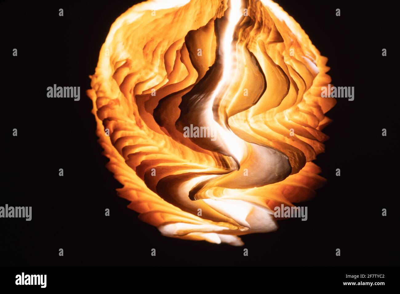 Showing exoskeleton hi-res stock photography and images - Alamy