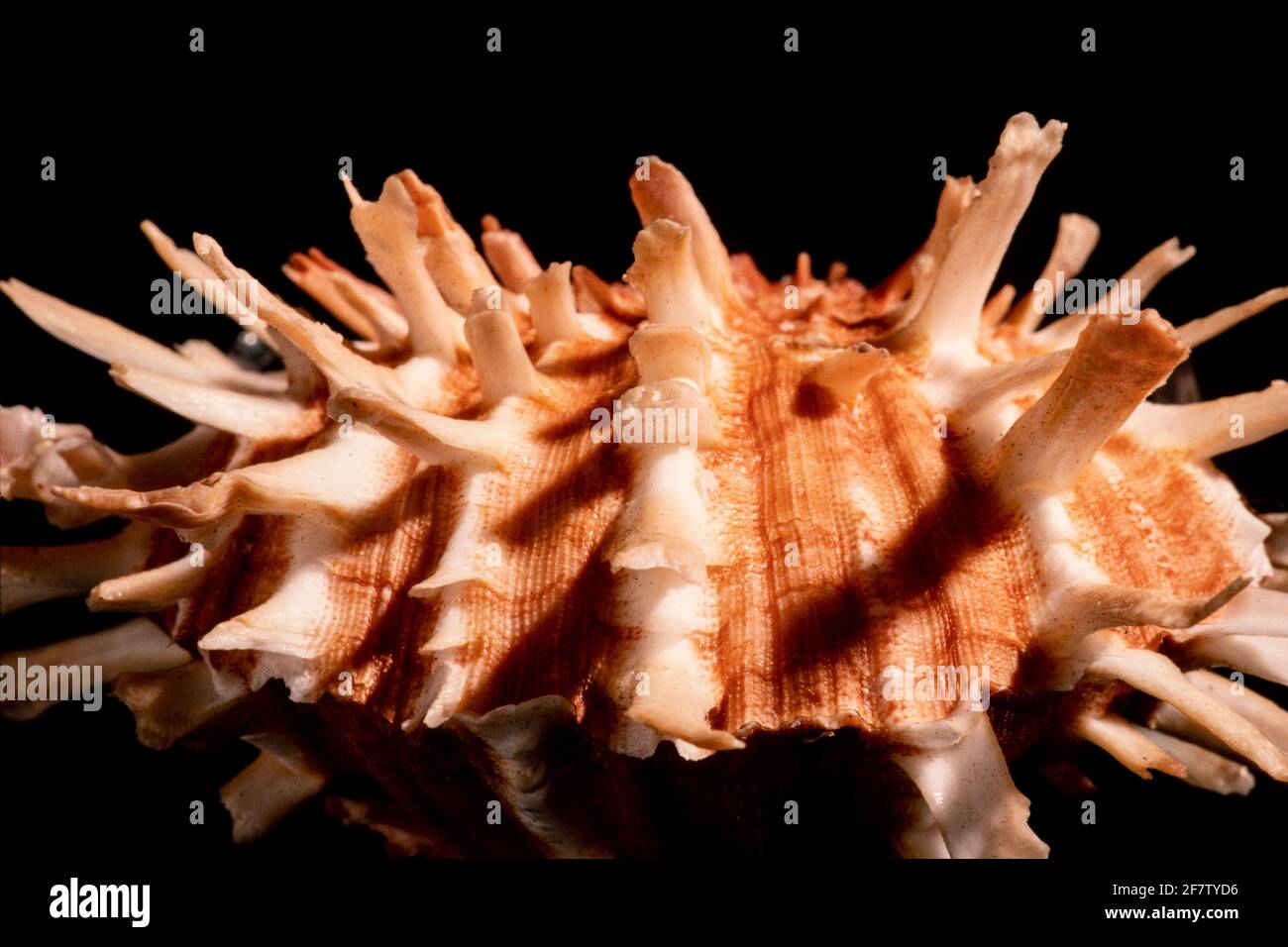 Spondylus spondylidae hi-res stock photography and images - Alamy