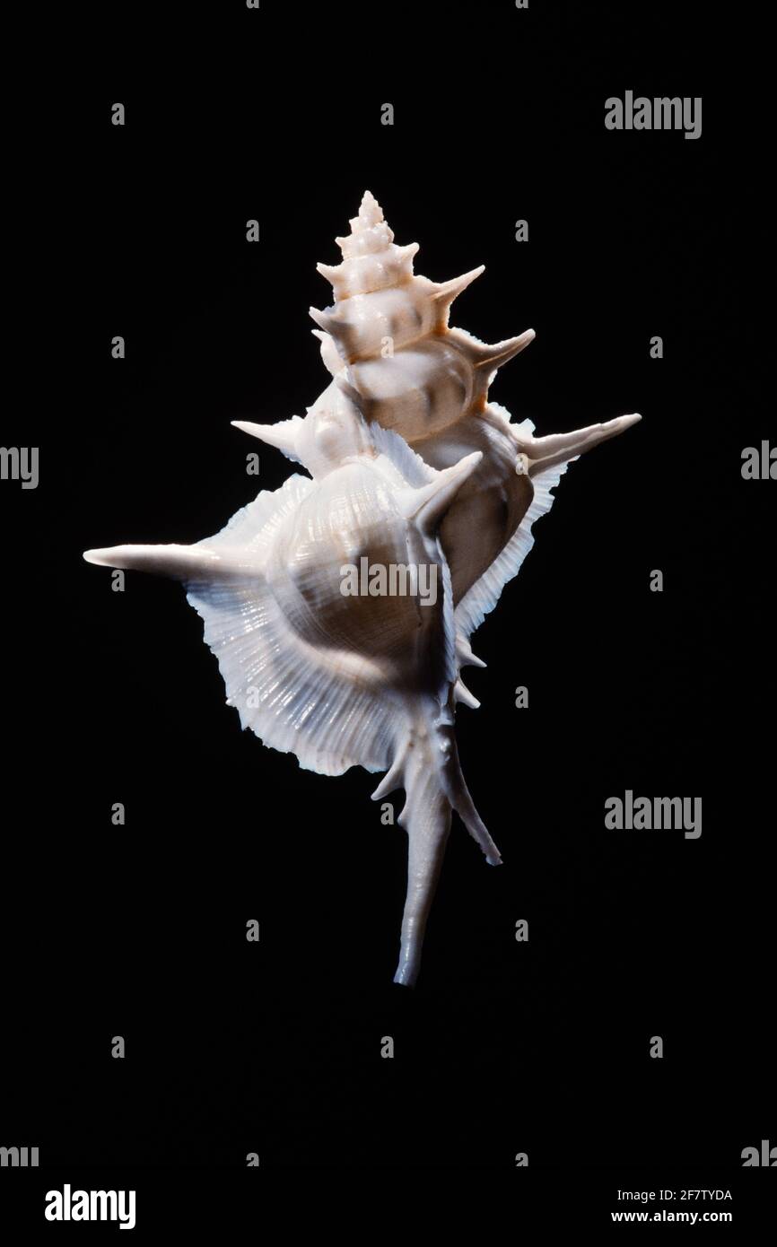 Taiwan fauna hi-res stock photography and images - Alamy