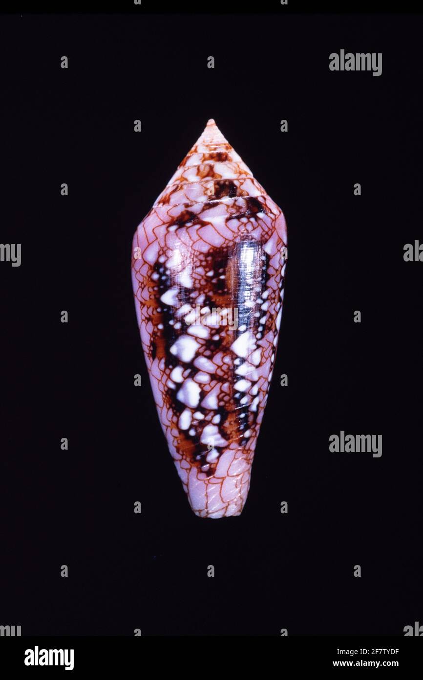 Ambassador cone conus legatus hi-res stock photography and images - Alamy