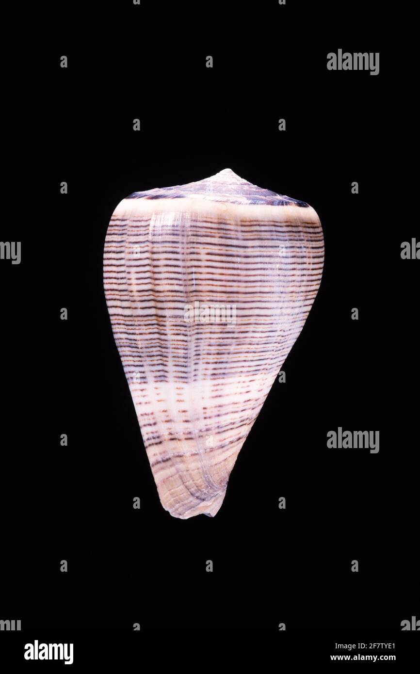 Indo pacific fauna hi-res stock photography and images - Alamy