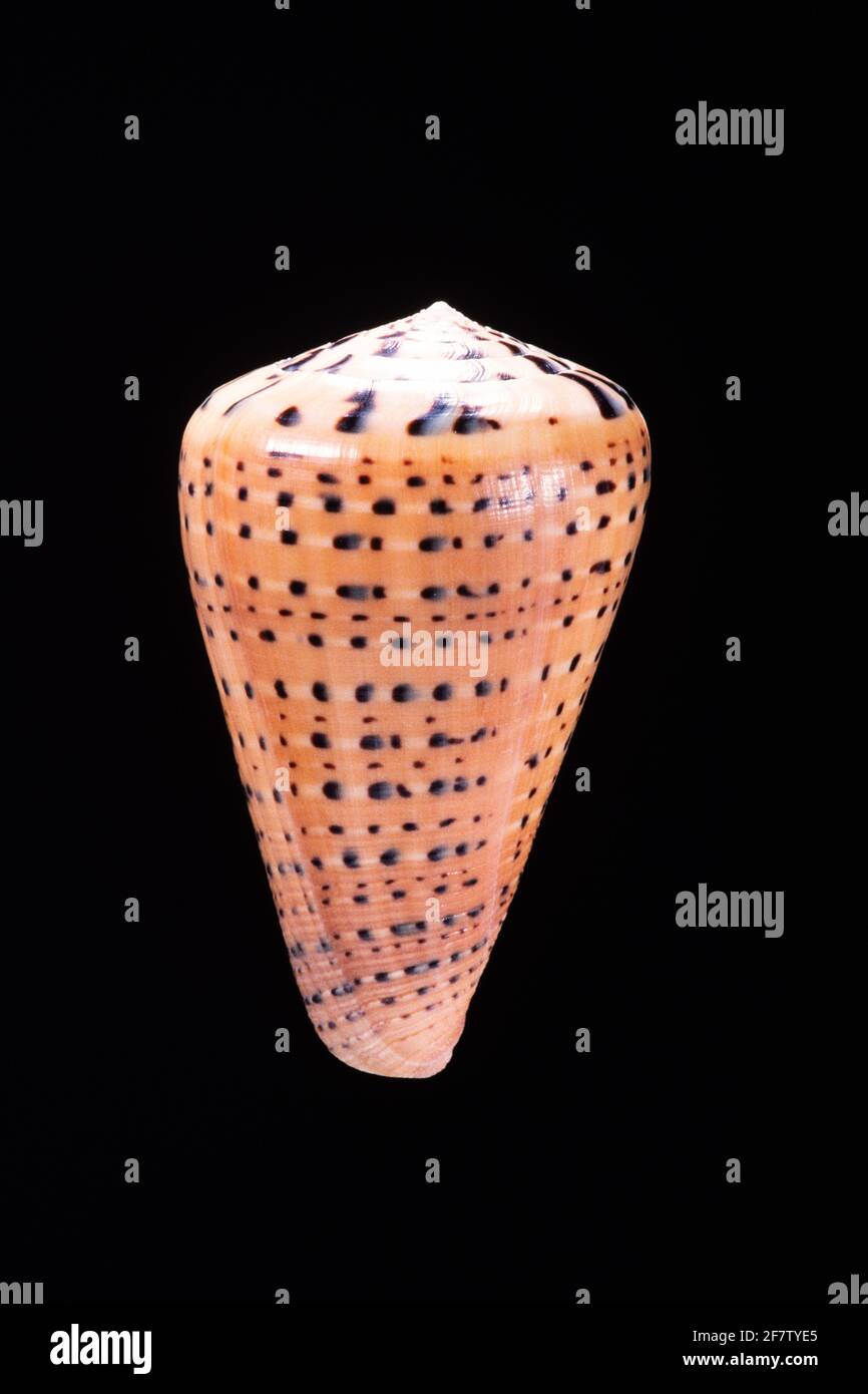 Betuline hi-res stock photography and images - Alamy