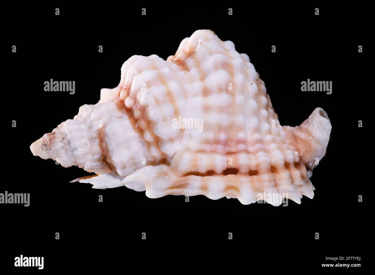 233 Mm High Resolution Stock Photography and Images - Alamy