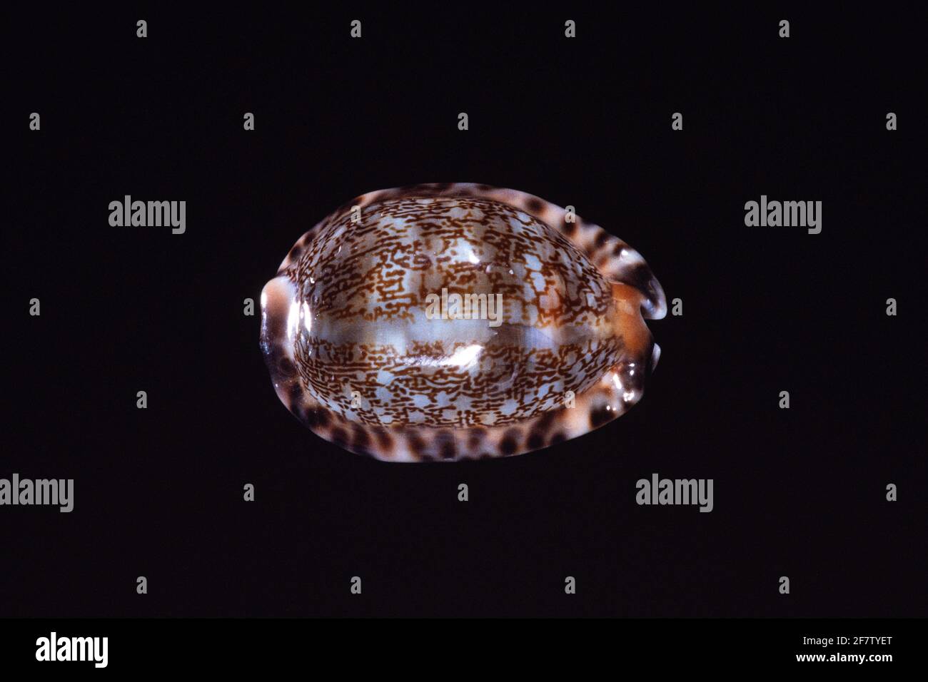 Arabian cowry mauritia arabica hi-res stock photography and images - Alamy