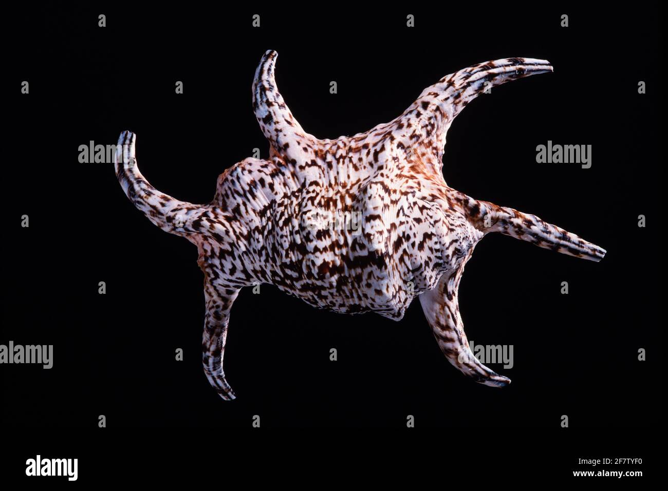 True conch hi-res stock photography and images - Alamy