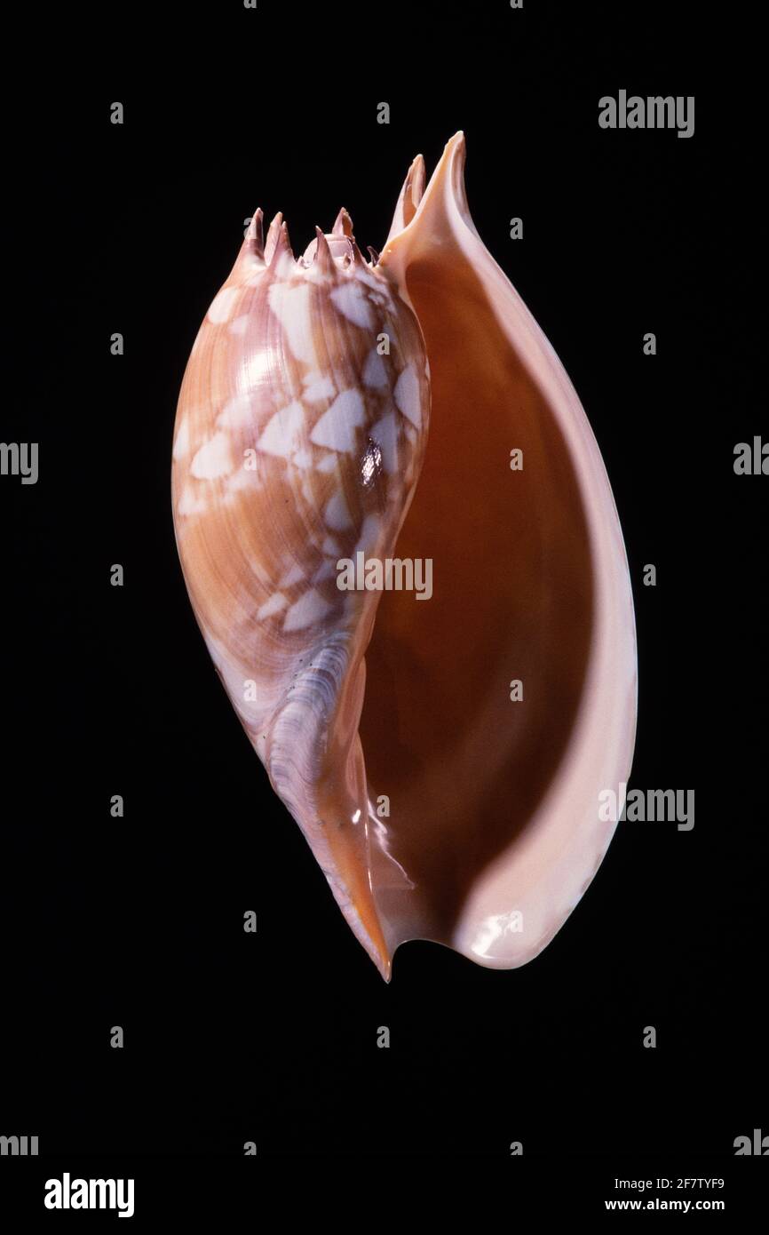 Giant melon hi-res stock photography and images - Alamy