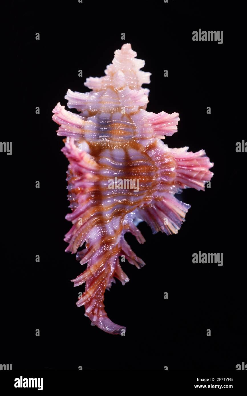 Predatory sea snail hi-res stock photography and images - Alamy