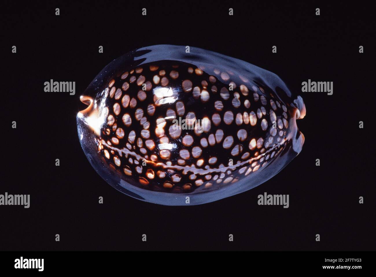 Cypraea mauritiana hi-res stock photography and images - Alamy