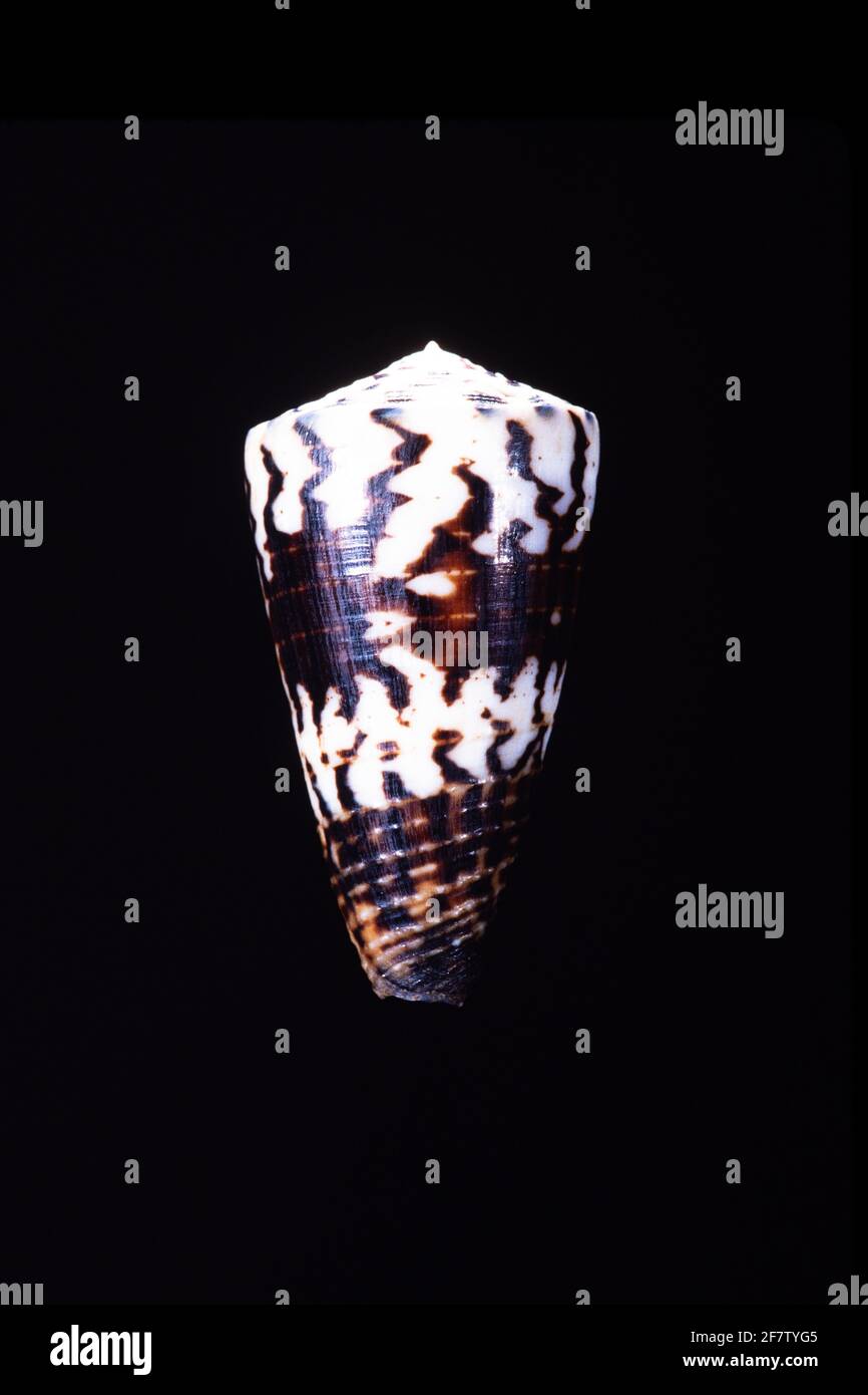 The General Cone, Conus generalis, is a venomous sea snail found in the ...