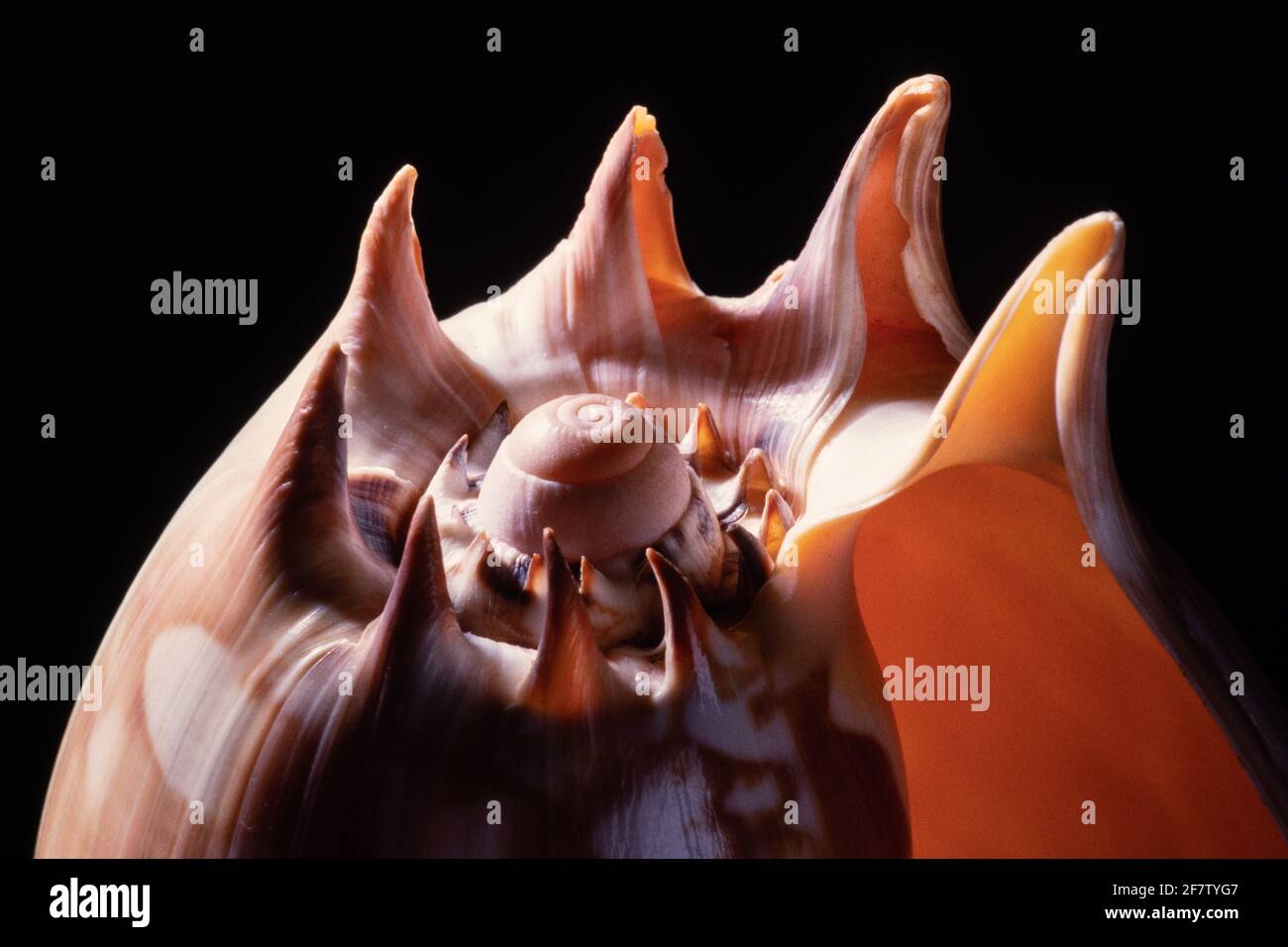 Melo amphora hi-res stock photography and images - Alamy