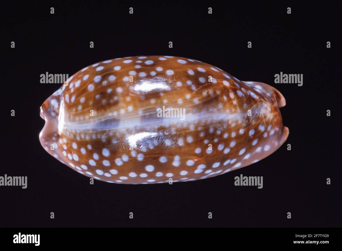 Pacific deer cowry hi-res stock photography and images - Alamy