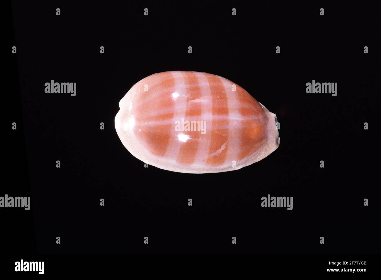 Leviathan cowry lyncina leviathan hi-res stock photography and images ...