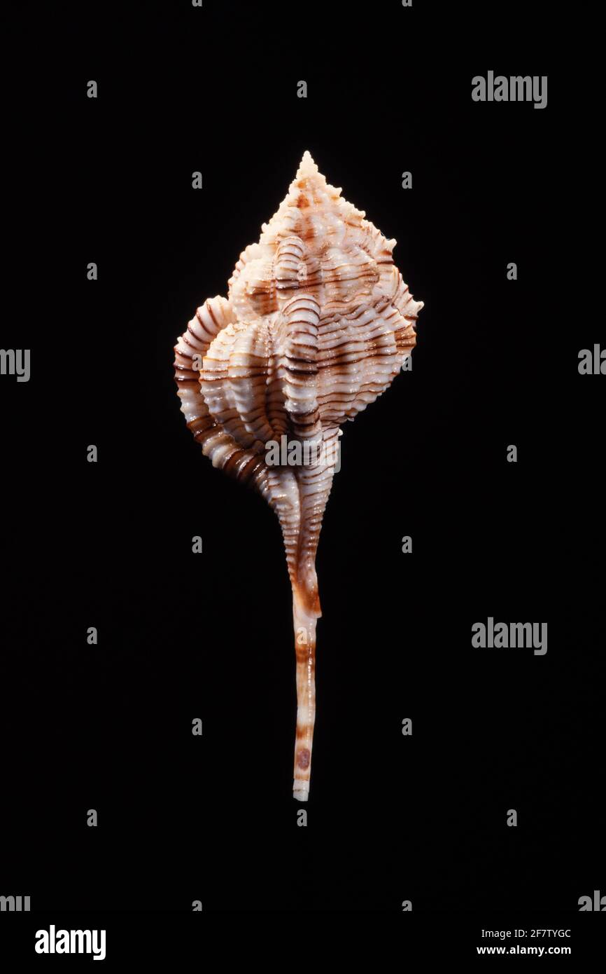 Hirases murex vokesimurex hirasei hi-res stock photography and images ...