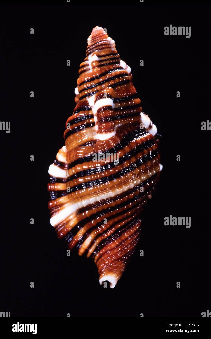 The Black-striped or Liver-colored Triton, Septa hepatica, is a ...