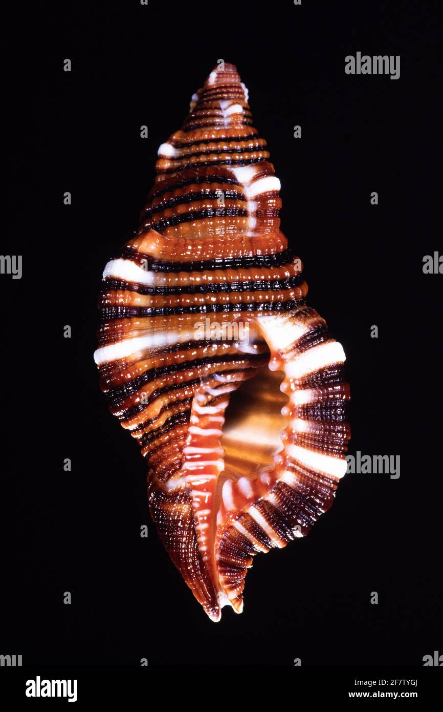 The Black-striped or Liver-colored Triton, Septa hepatica, is a ...