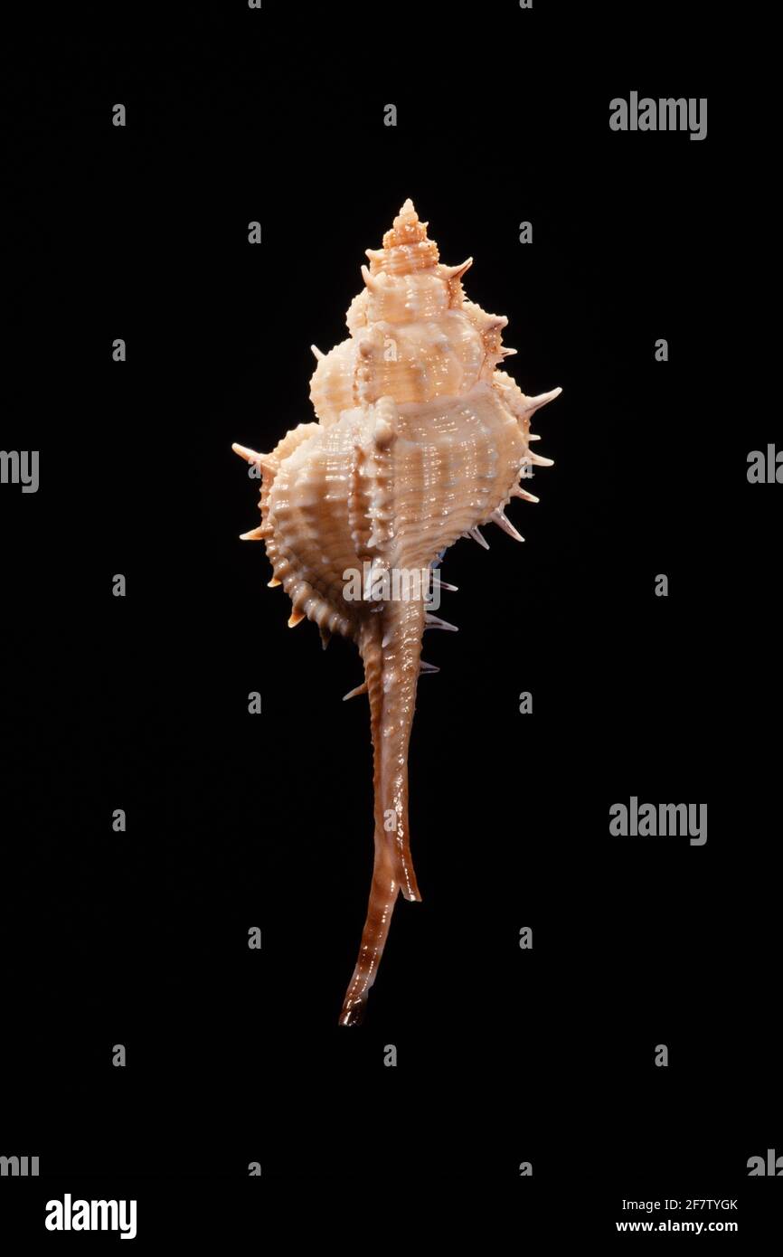 Predatory sea snail hi-res stock photography and images - Alamy