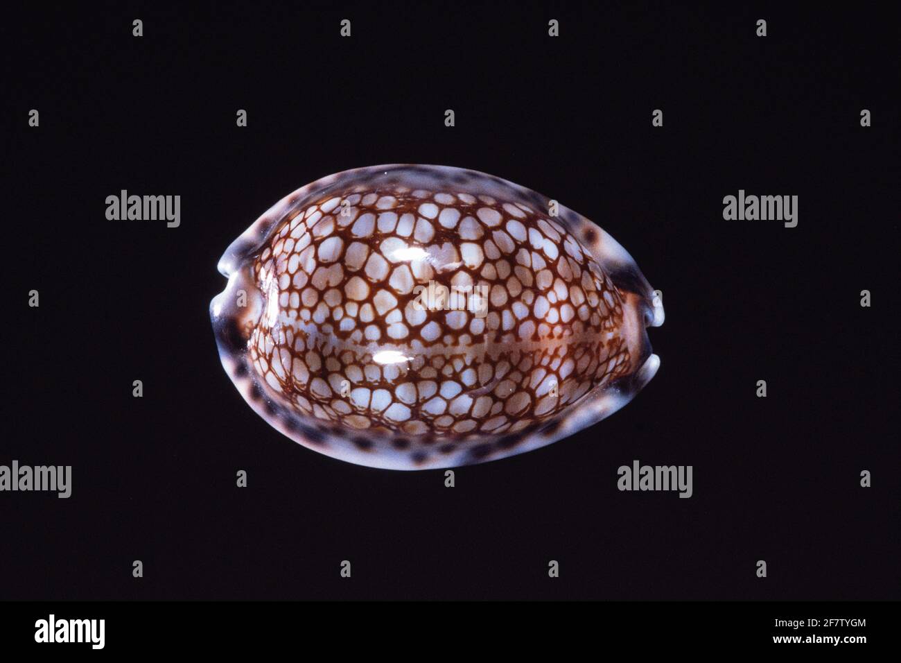 Mauritia histrio hi-res stock photography and images - Alamy