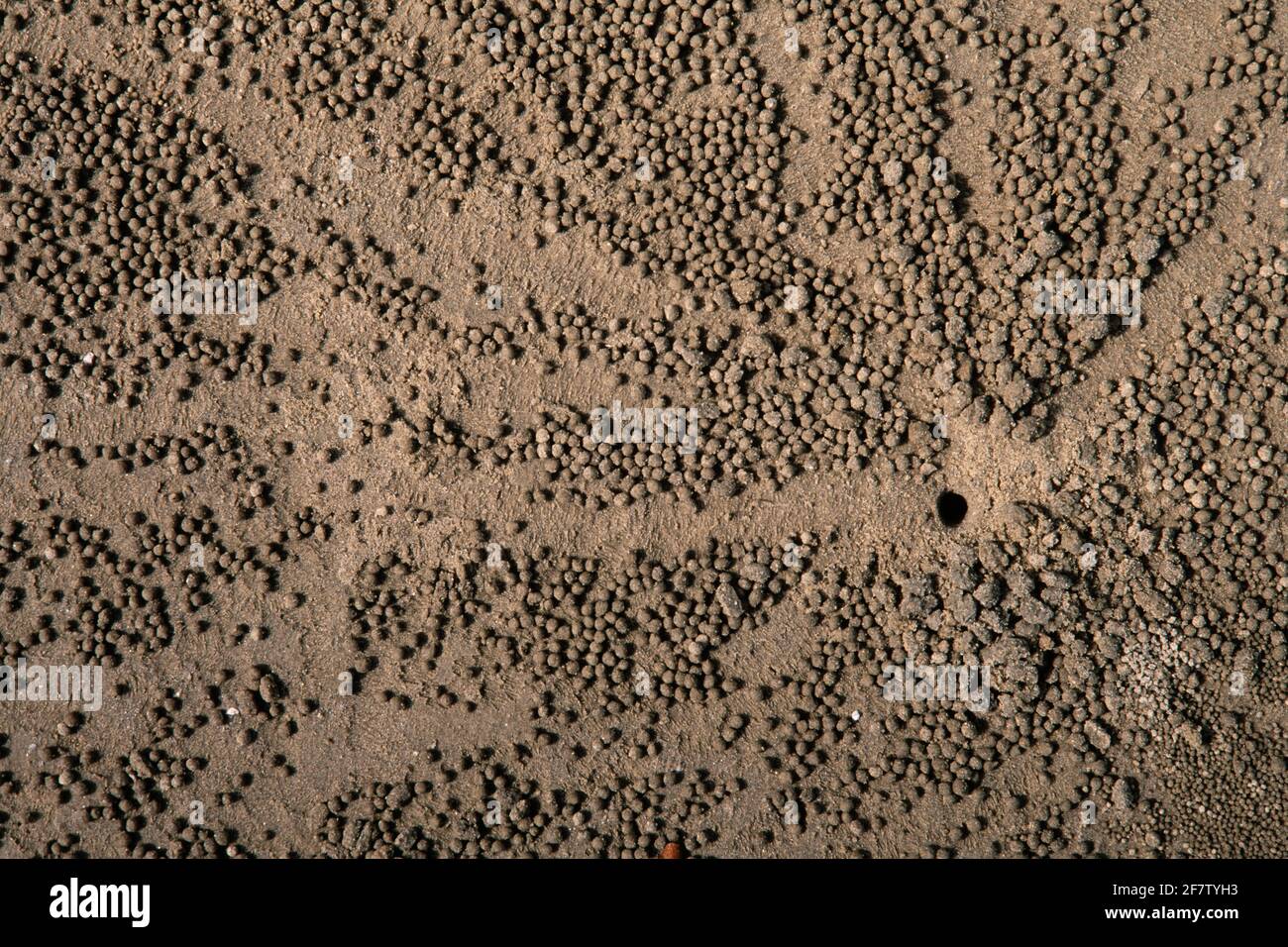 Small balls of sand left around its burrow on a beach in Port Douglas ...