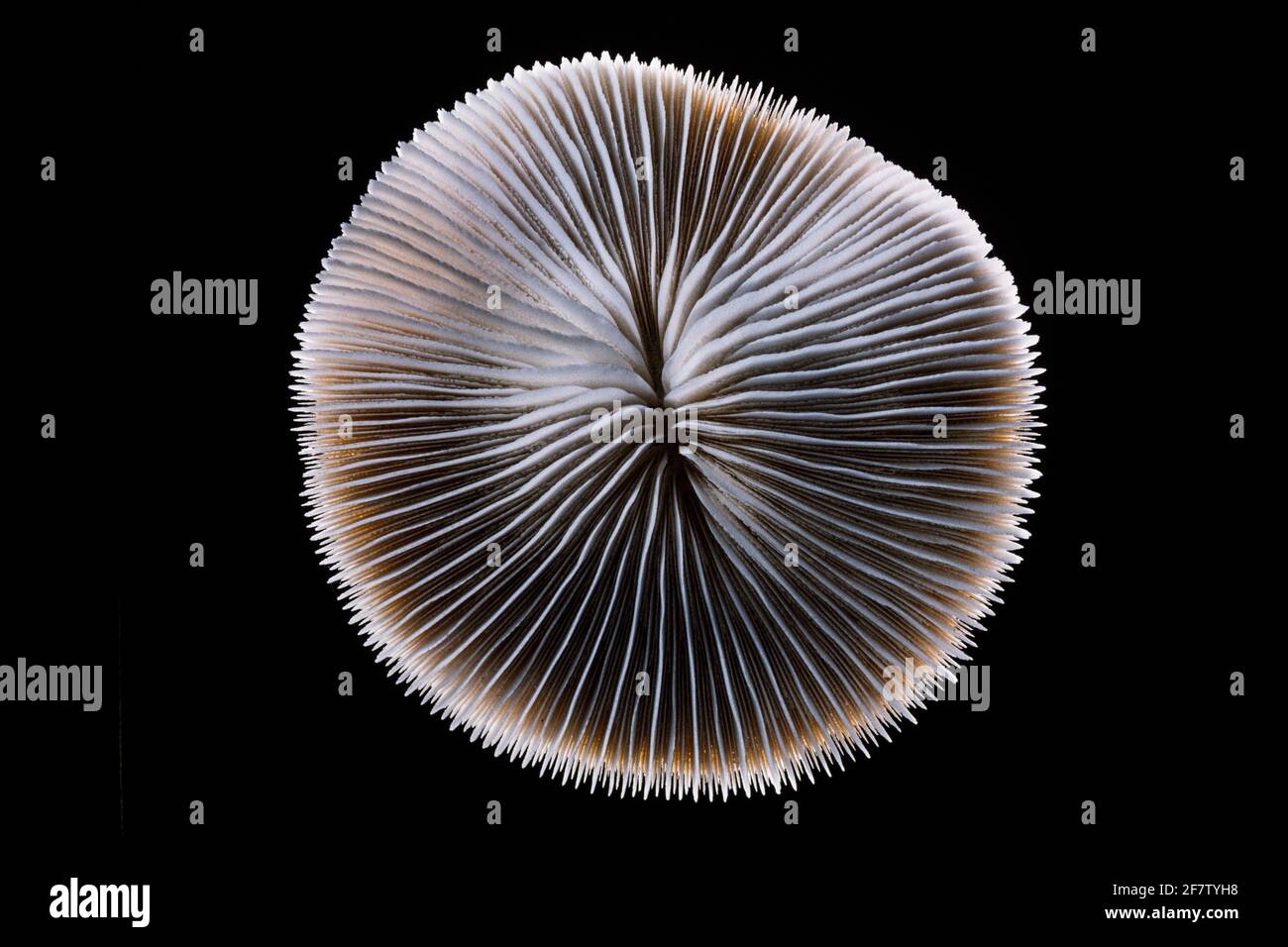 Close-up image to show the structure of this hard disk coral ...