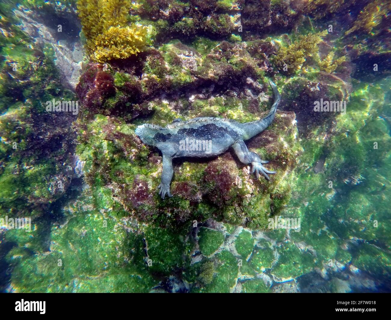 Marine iguana eating seaweed underwater at Punta Espinoza, Fernandina ...